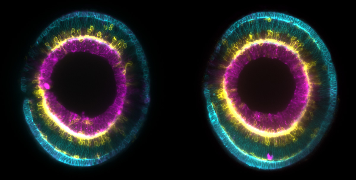 Seeing the invisible: MPI-CBG