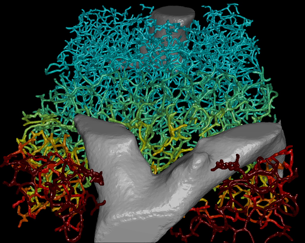 The Virtual Liver: MPI-CBG