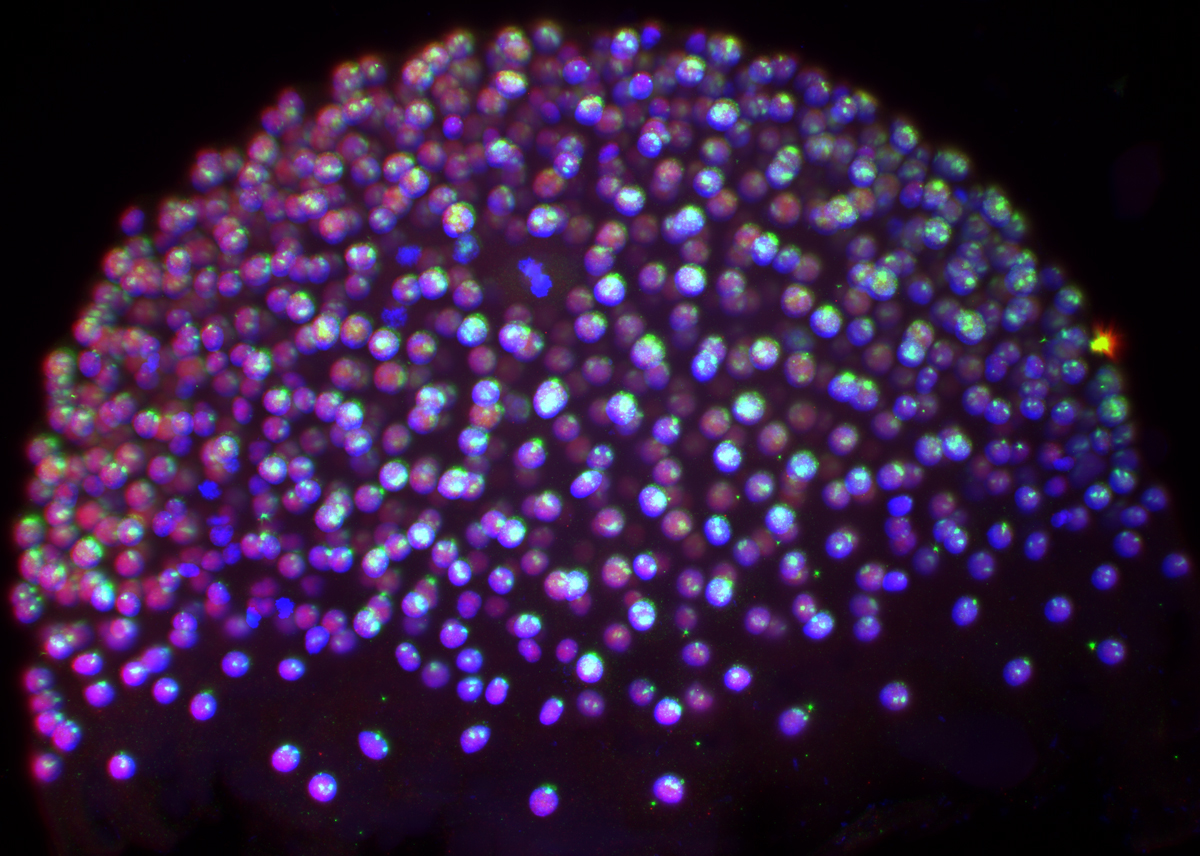 Yin and yang during development: MPI-CBG