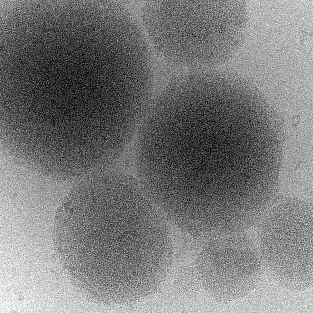 The bright side of an infectious protein: MPI-CBG