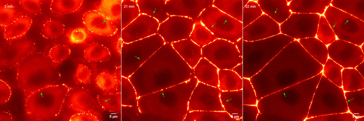 How cells stick together tightly: MPI-CBG
