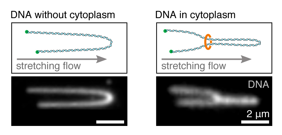 DNA Loops – Organizers of the Genome: MPI-CBG