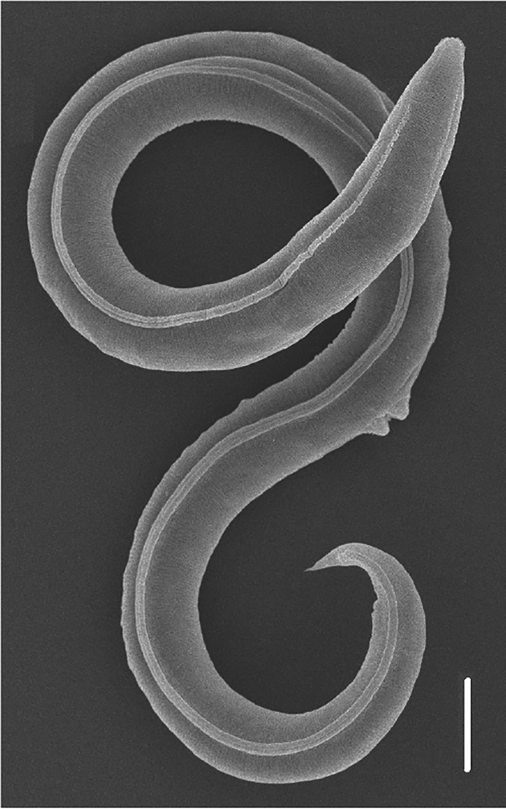 Genome analysis of 46,000-year-old roundworm from Siberian permafrost reveals novel species: MPI-CBG