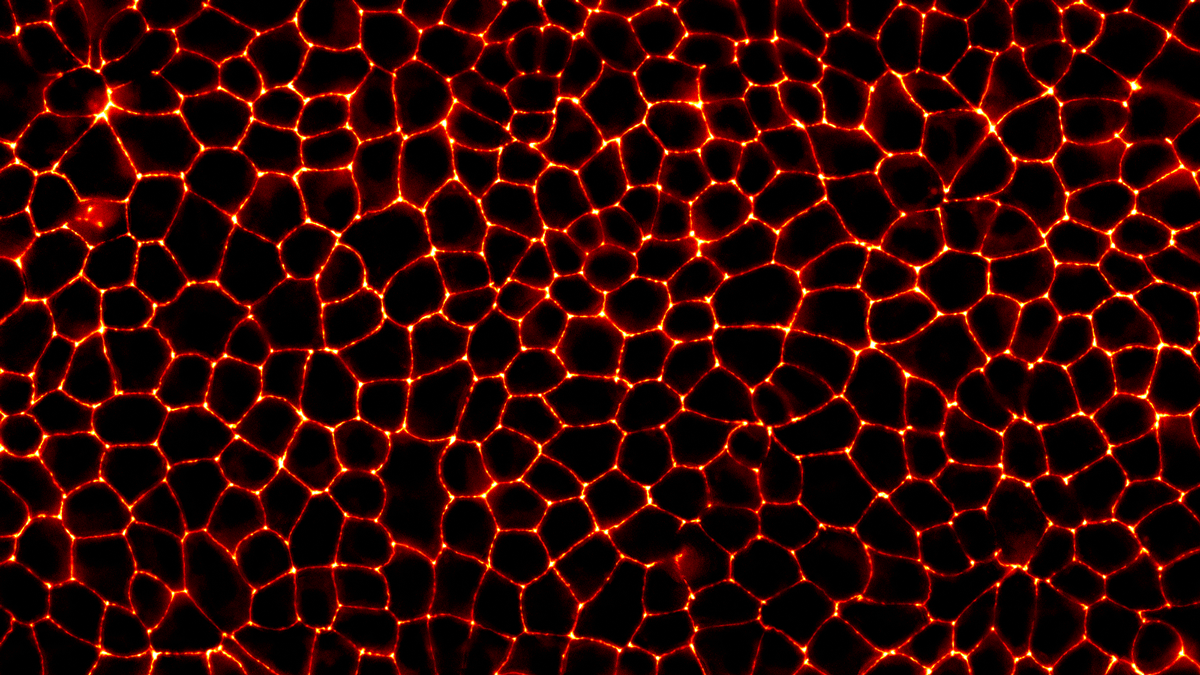 How Cells Use Condensation to Seal Tissues Tight: MPI-CBG
