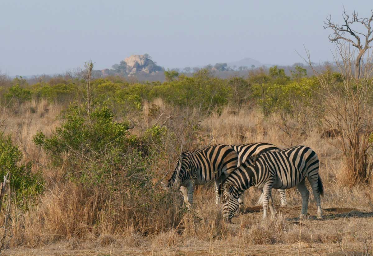 Wie das Zebra zu den Streifen kam: Max Planck Institute of Molecular ...