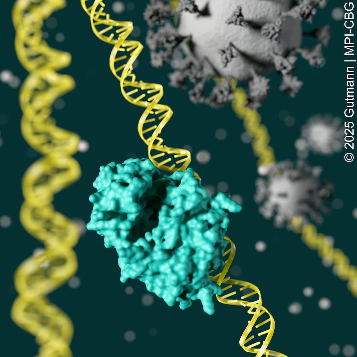 How the SARS-CoV-2 virus tricks the DNA alarm system: MPI-CBG