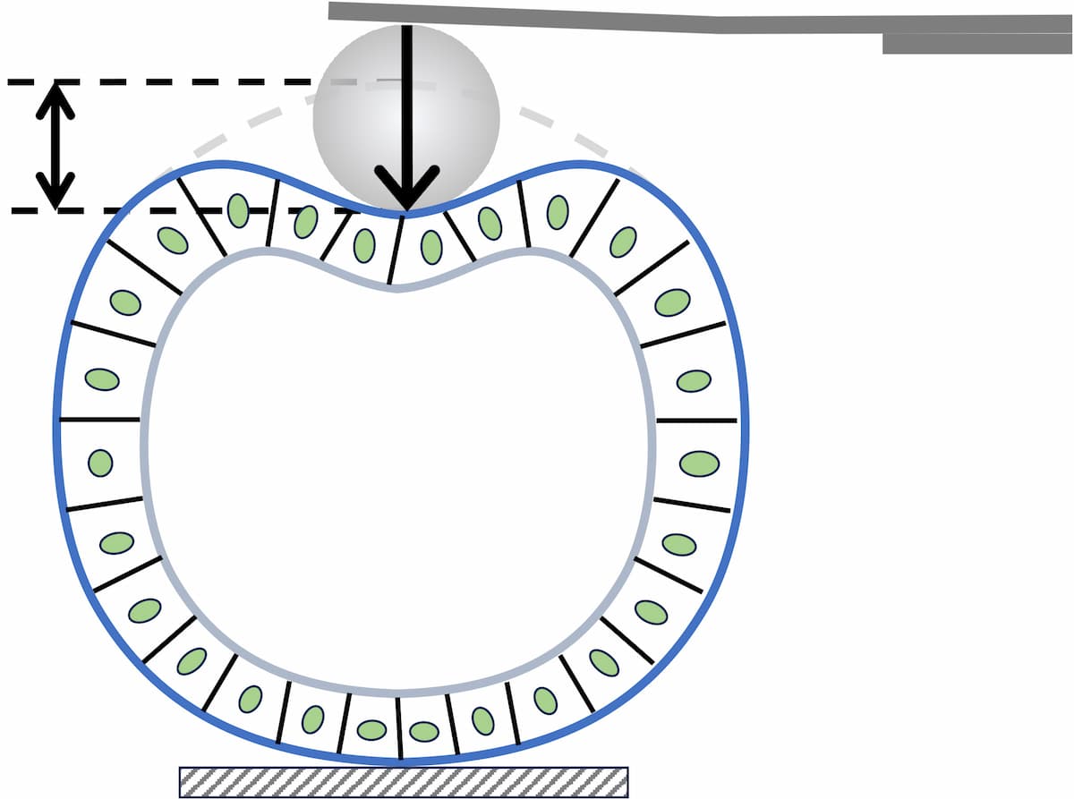 Mechanics of poking a cyst: MPI-CBG