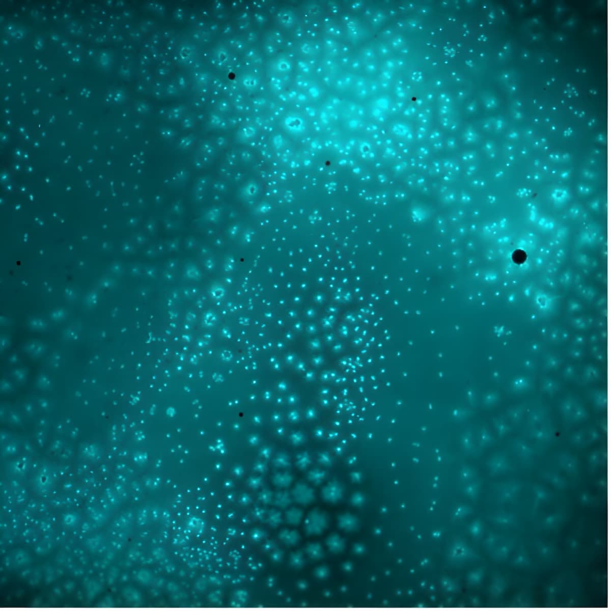 New perspectives on how physical instabilities drive embryonic ...