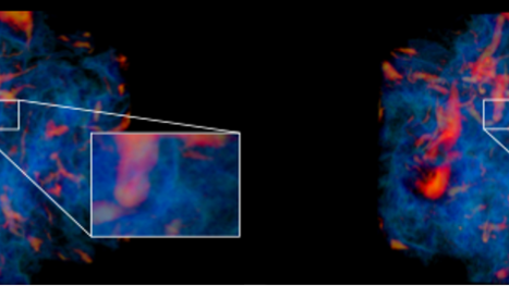 Max Planck Institute of Molecular Cell Biology and Genetics (MPI-CBG ...