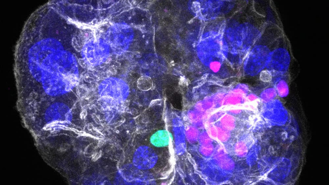 Organoide und Organismen: Max Planck Institute of Molecular Cell ...