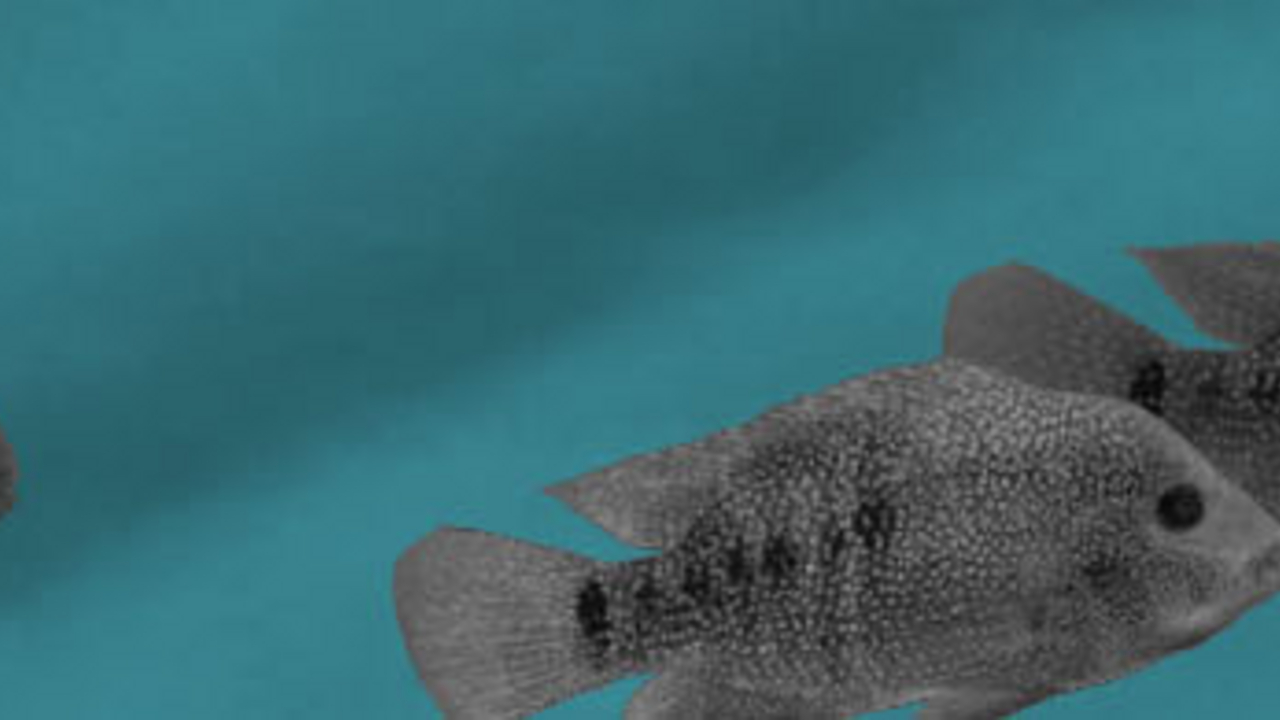 The Euro-Fish Project: MPI-CBG