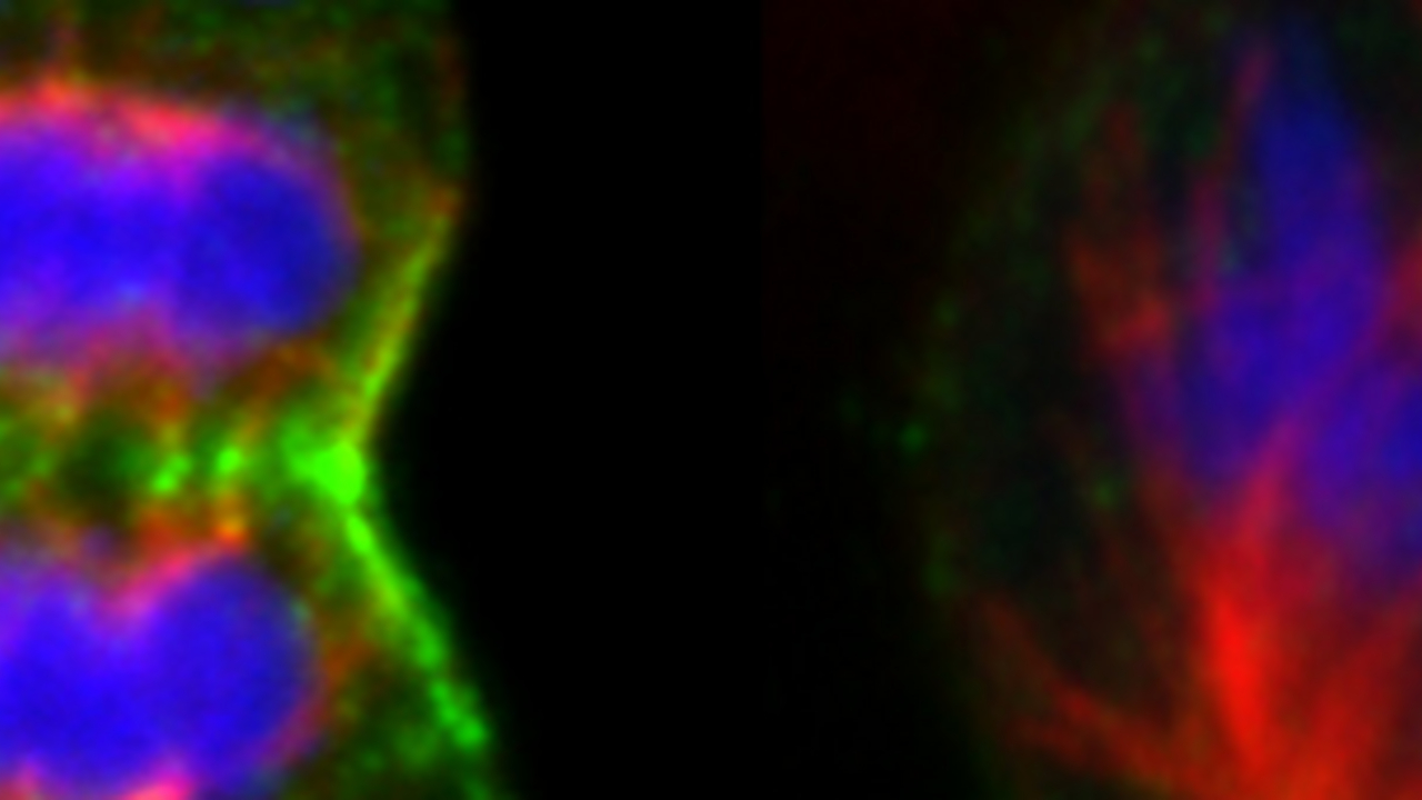 Research Focus: MPI-CBG