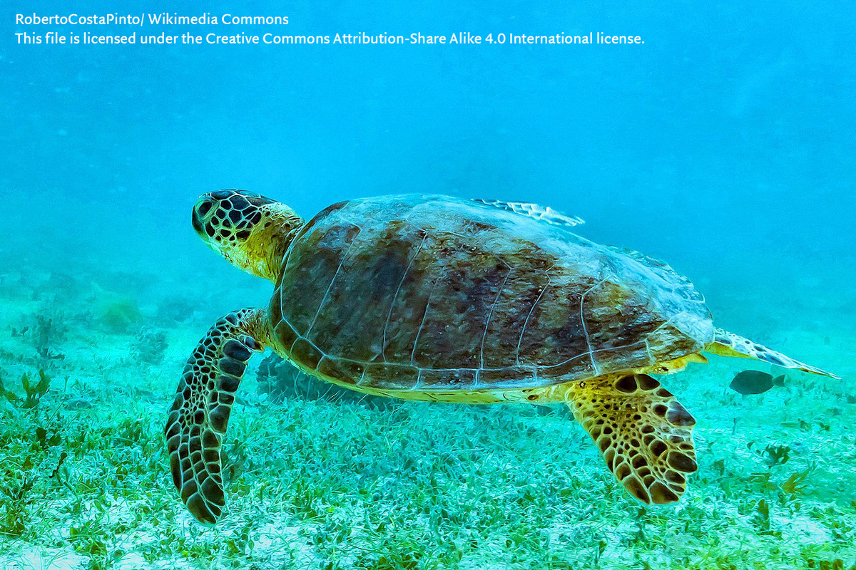 Scientists unveil the highest quality map of sea turtles’ genomes: MPI-CBG
