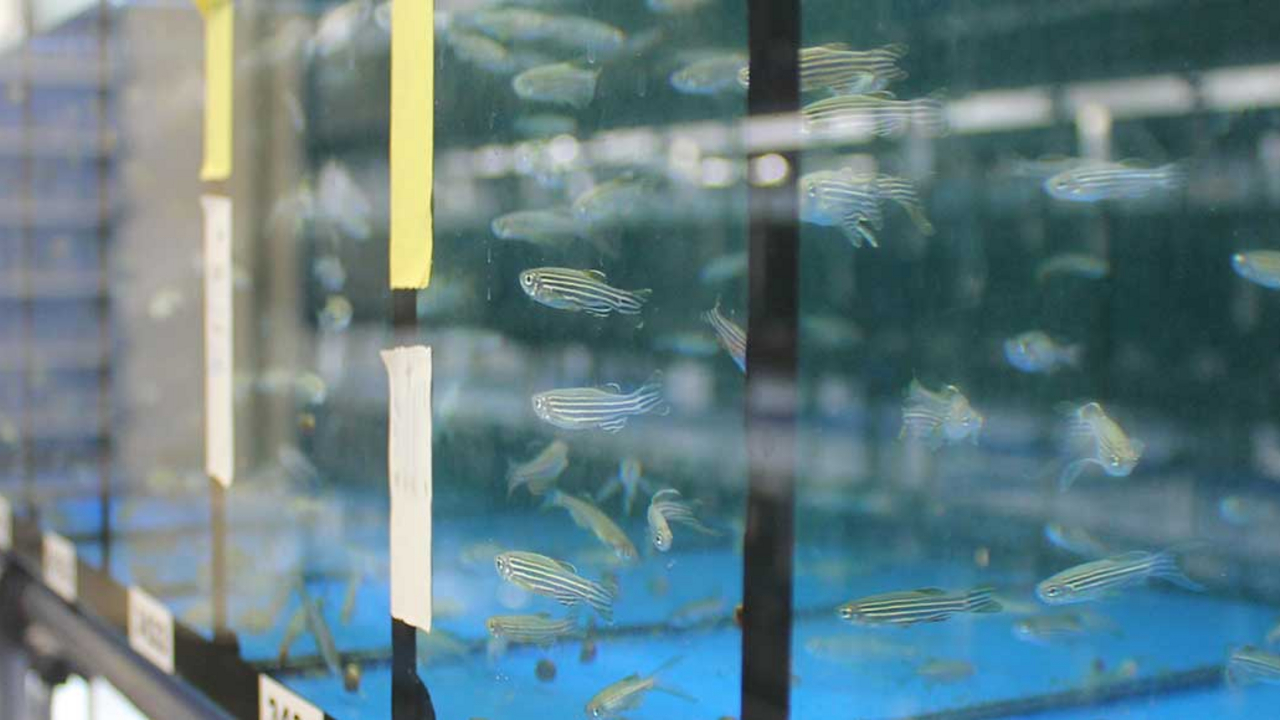 Facts and Figures: MPI-CBG